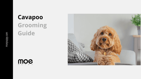 Groom a Cavapoo Like a Pro at Home: Learn the Basics – Moe Puppy