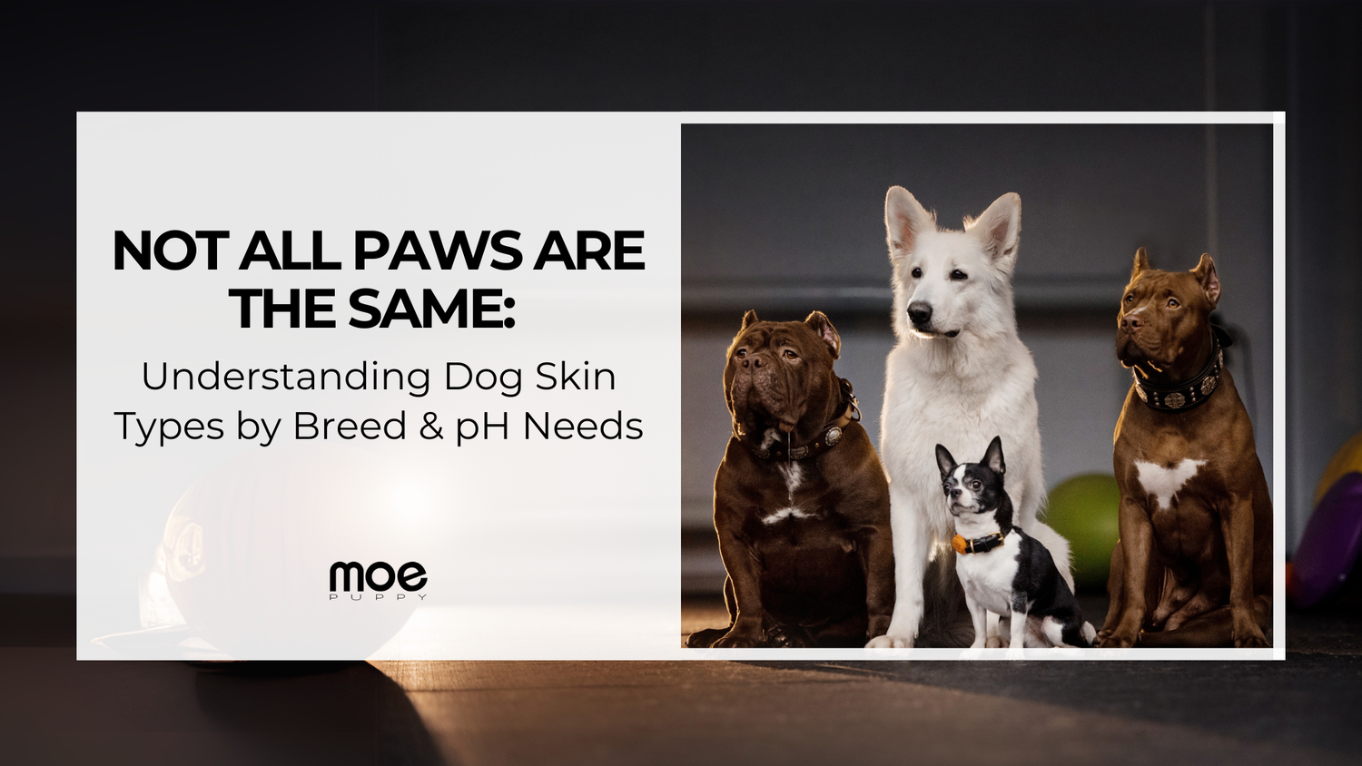 Dog Grooming by Breed: Skin Types & pH Needs Explained – Moe Puppy