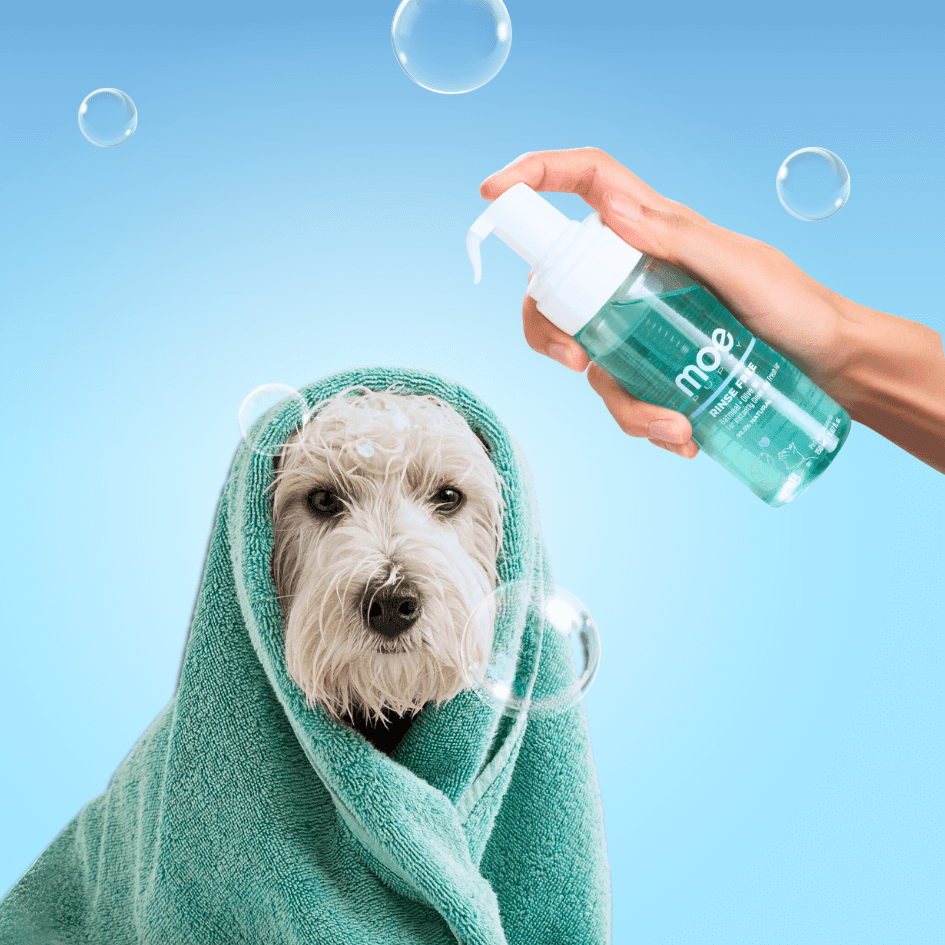 Buy Moepuppy No Rinse Waterless Pet Dry Shampoo India- 150ml – Moe Puppy